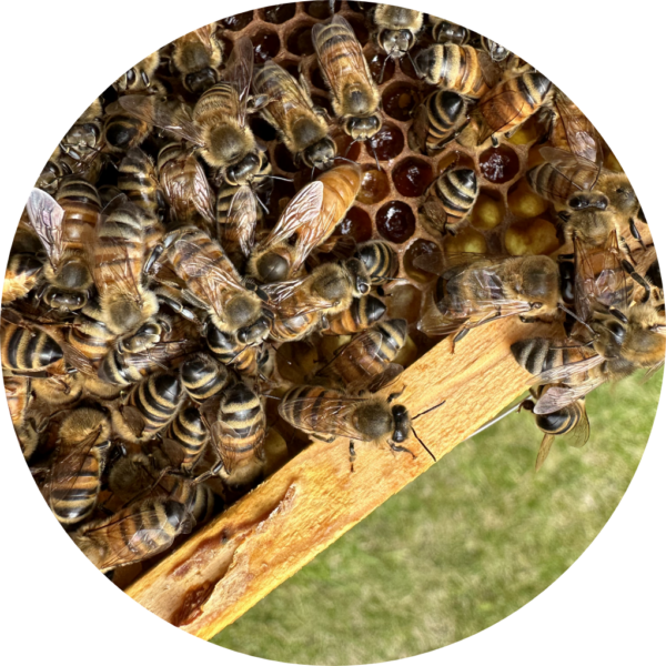 BizzyBee™ – Honey, Hives & More